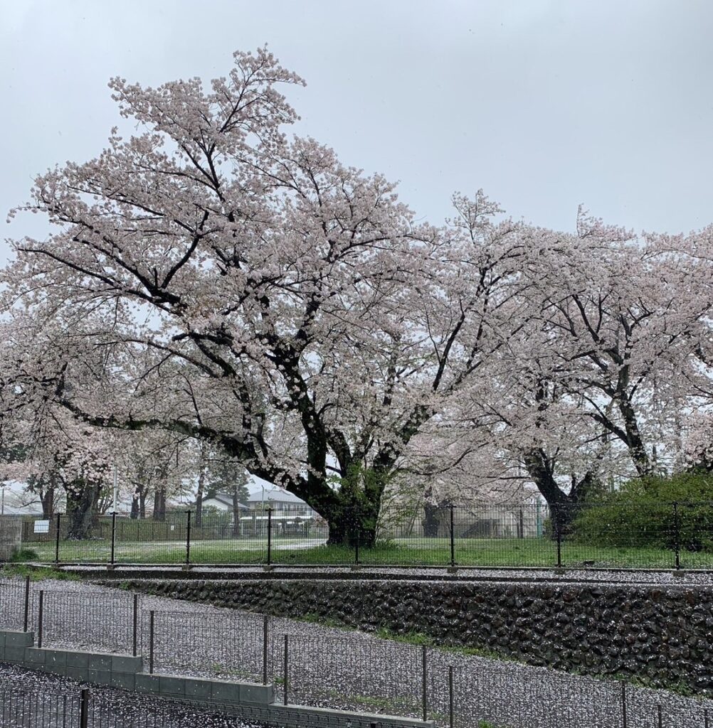 もろびとの春の風景 - もろびと訪問看護ステーション