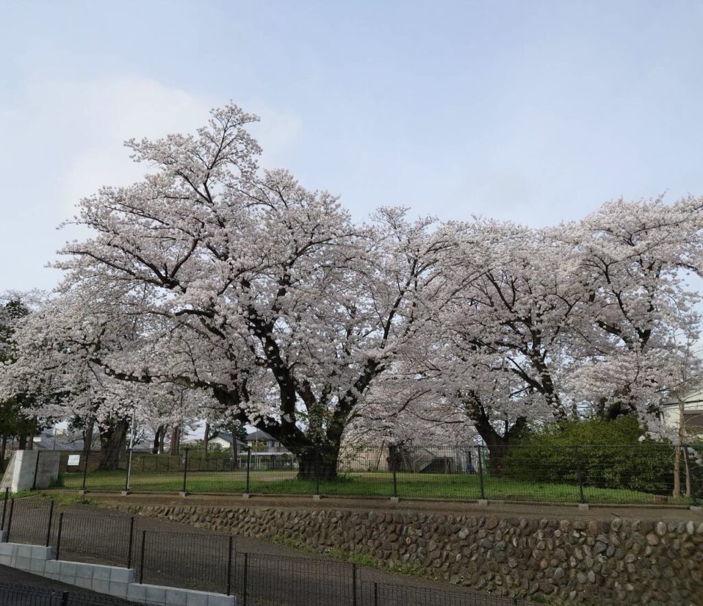 もろびとの春の風景 - もろびと訪問看護ステーション